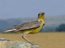 Meadowlark District Extension Office | Research and Extension | Kansas ...